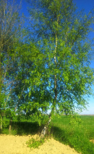 Brzoza, kora brzozy (Cortex Betulae)-drzewko niezwykłe – Ziołowe klimaty